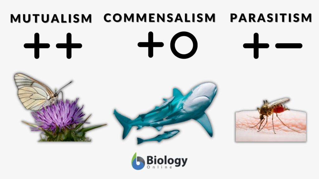 Symbiosis Examples Commensalism