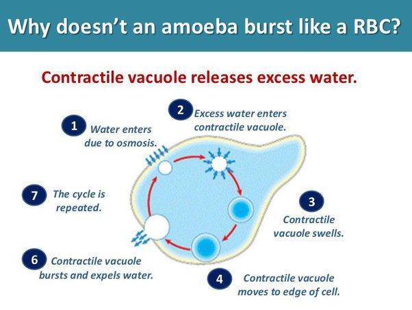 Vacuole - Definition and Examples - Biology Online Dictionary