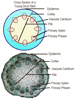 Pith - Definition and Examples - Biology Online Dictionary