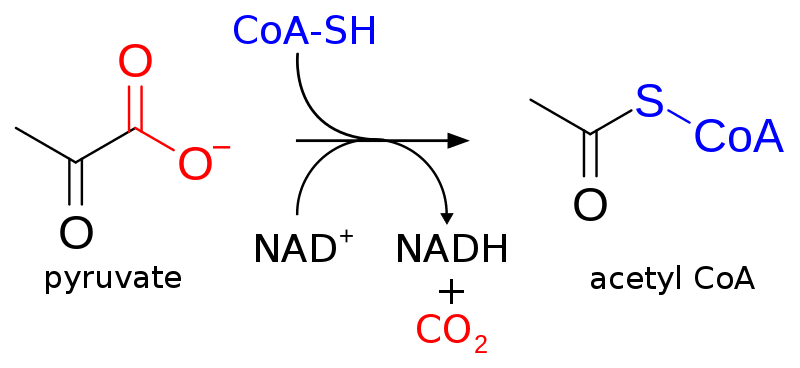 Acetyl Coa Structure After Hydrolysis