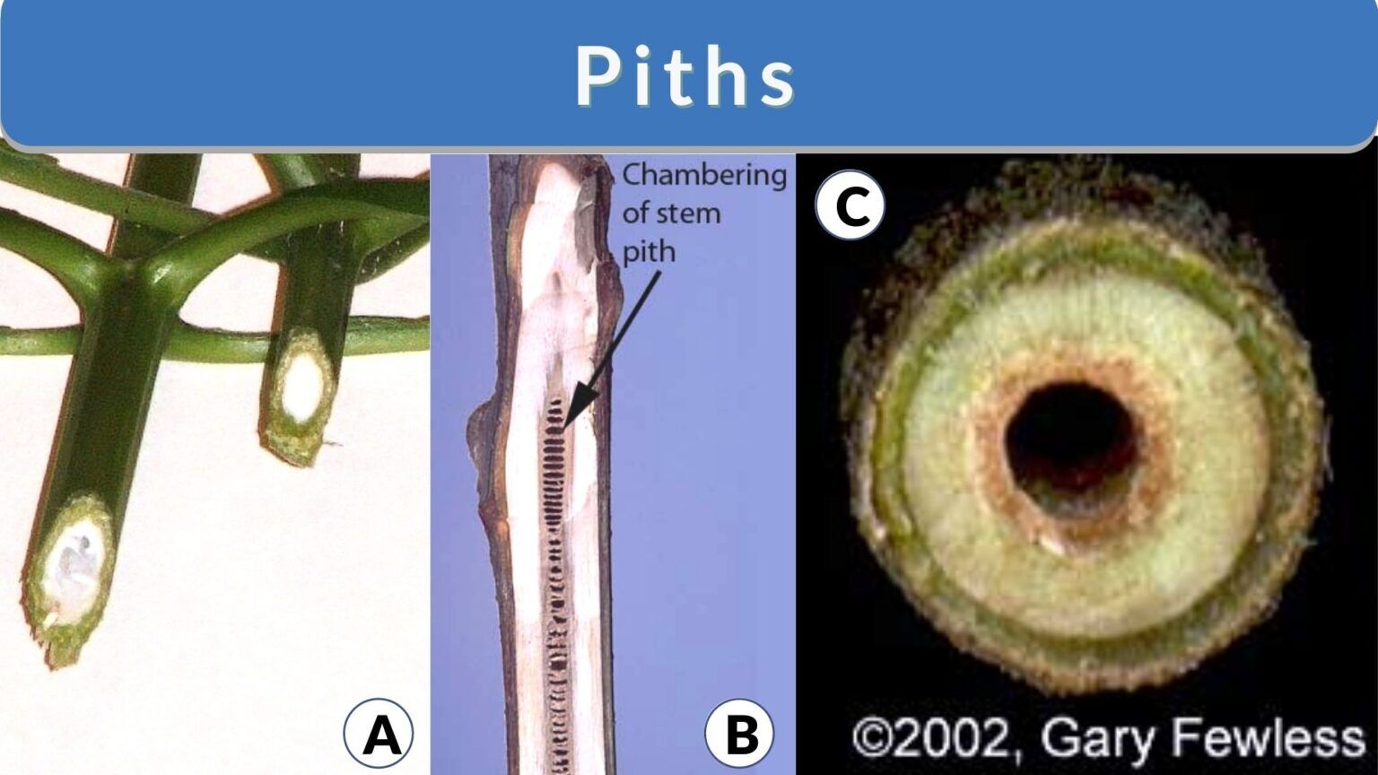 Pith - Definition and Examples - Biology Online Dictionary