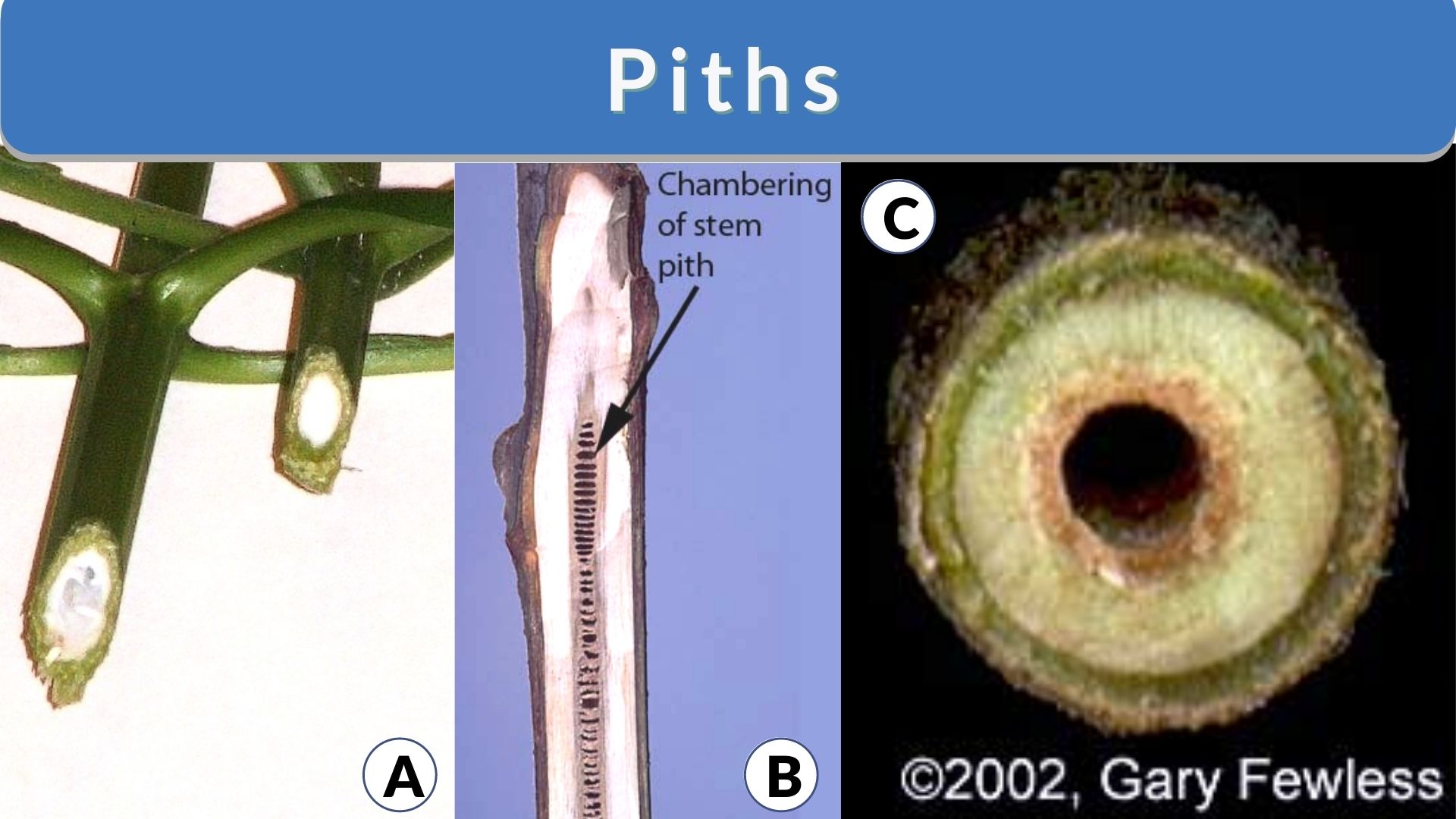 Pith - Definition and Examples - Biology Online Dictionary