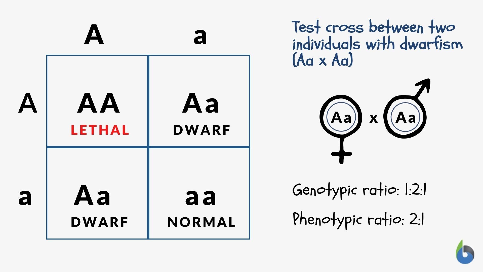Achondroplasia Punnett Square Interpreting A Punnett Square To Show