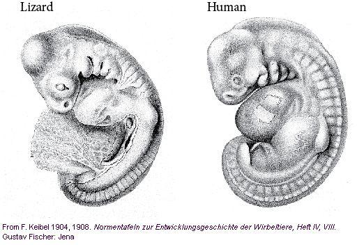 Embryology Definition Evolution