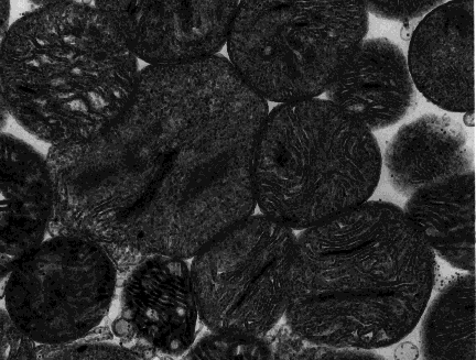 Mitochondrion - Definition and Examples - Biology Online Dictionary