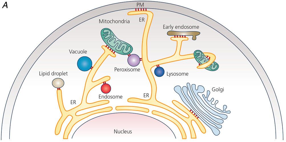 Endoplasmic Reticulum The Lipid And Protein Processing Machinery Of