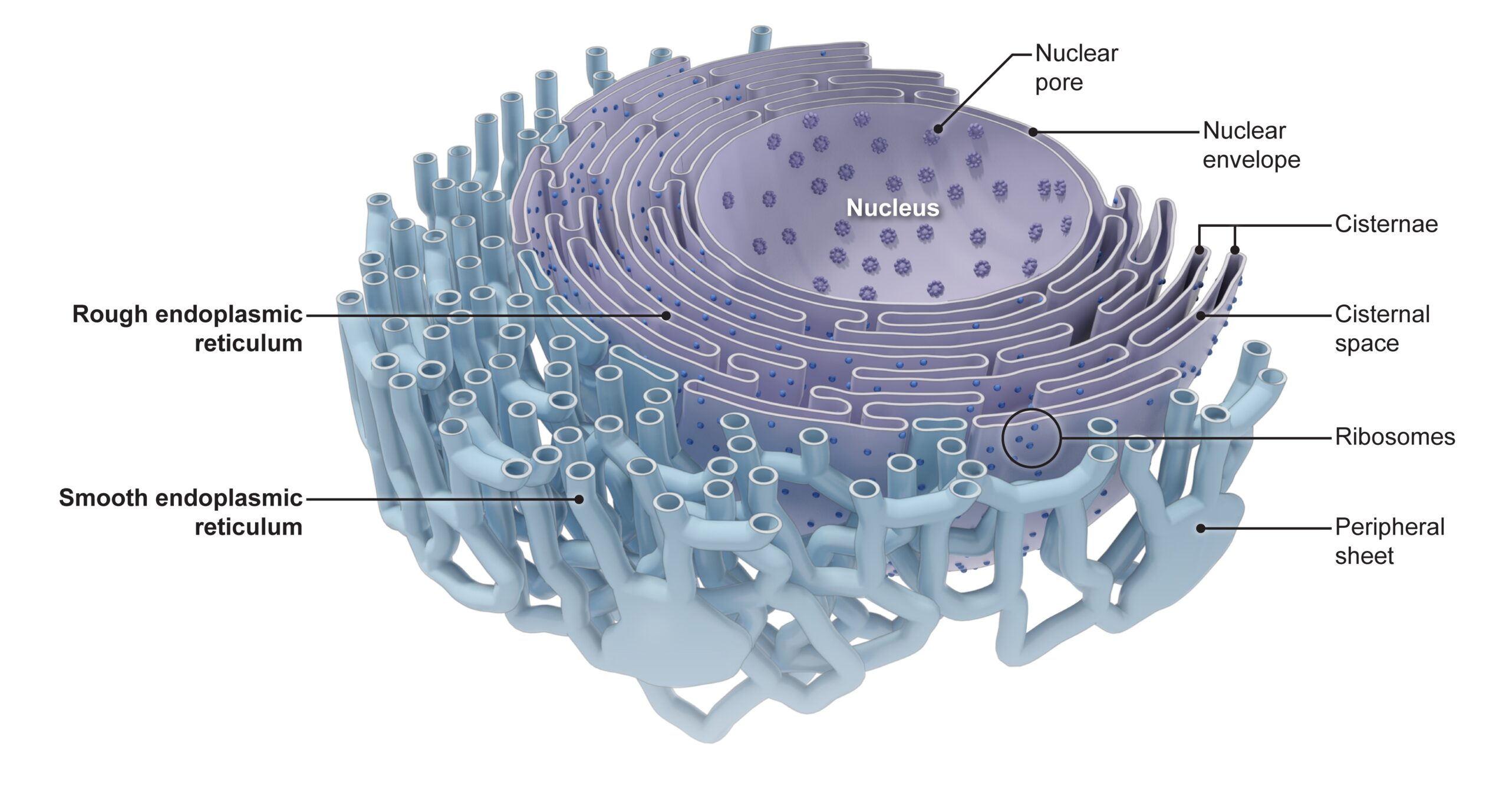 Endoplasmic Reticulum The Lipid And Protein Processing Machinery Of