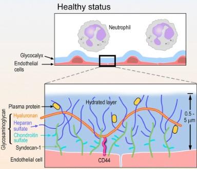 Glycocalyx Eukaryotic Cells C3 Cell Structure&function C3 Cell