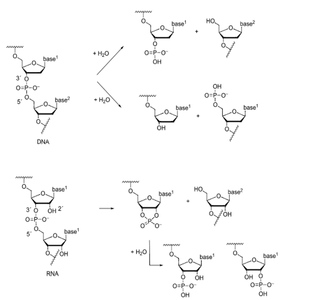 Phosphodiester bond - Definition and Examples - Biology Online Dictionary