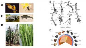 Convergent evolution Definition and Examples - Biology Online Dictionary