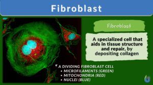 Fibroblast - Definition and Examples - Biology Online Dictionary