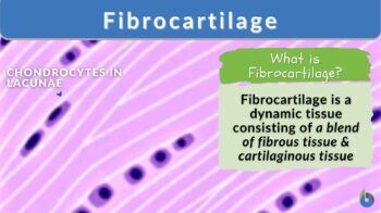 Fibrous Cartilage Diagram Connective Tissue