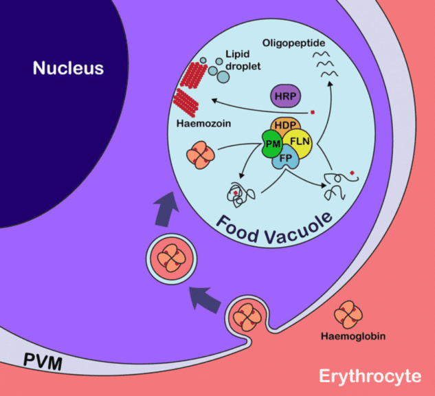 Central Vacuole Diagram Plant Cell Structure (with Diagram) For A