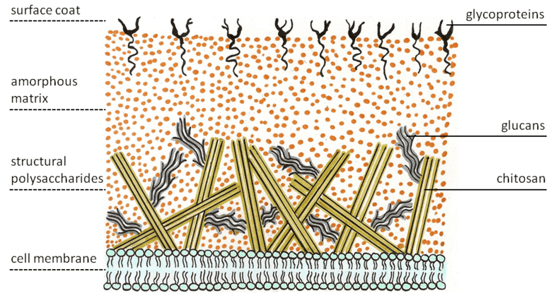 Cell wall Definition and Examples - Biology Online Dictionary