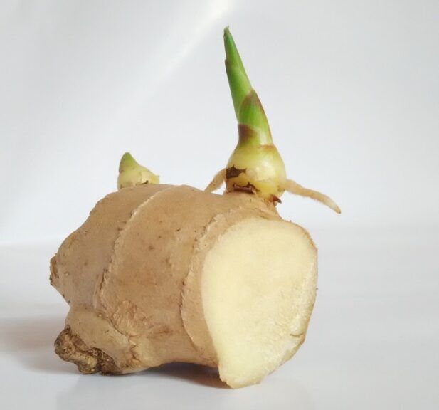 Underground Stem Ginger