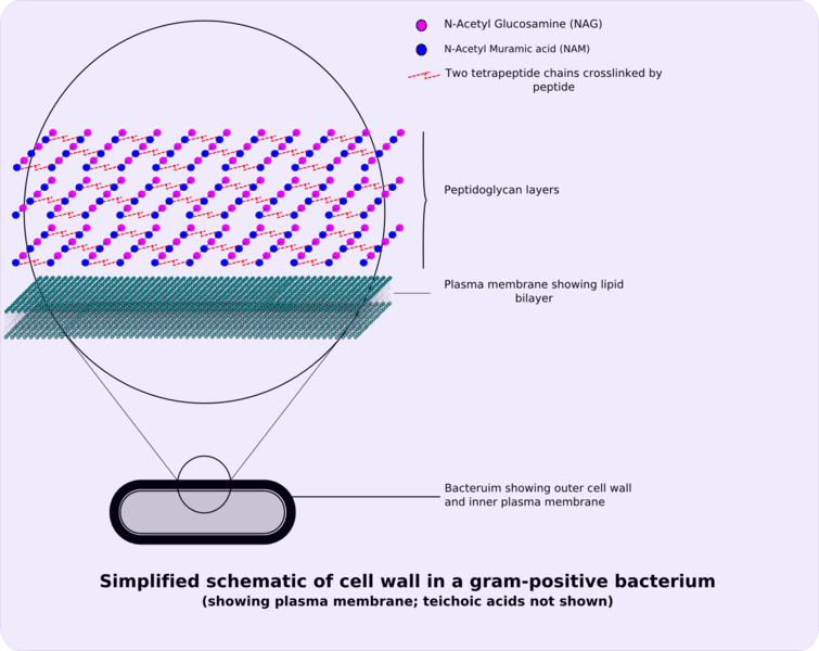 Cell wall Definition and Examples - Biology Online Dictionary
