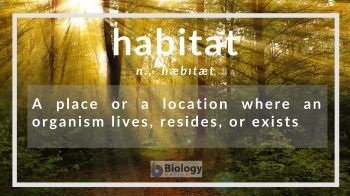 Habitats Definition Building Urban Science To Achieve The New Urban