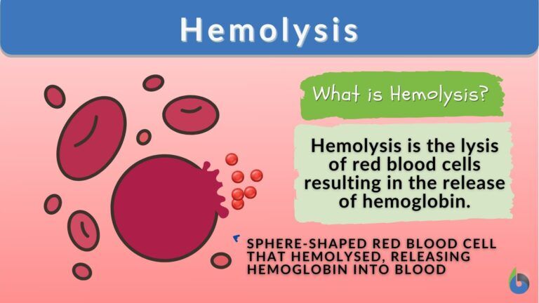 Erythrocyte Definition and Examples - Biology Online Dictionary