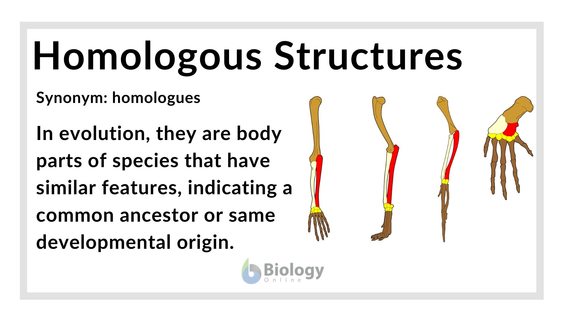 Exemples De Structures Homologues Improved Global Protein Homolog