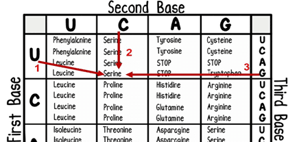 Codon Chart