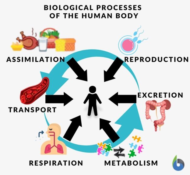 Process Definition and Examples - Biology Online Dictionary