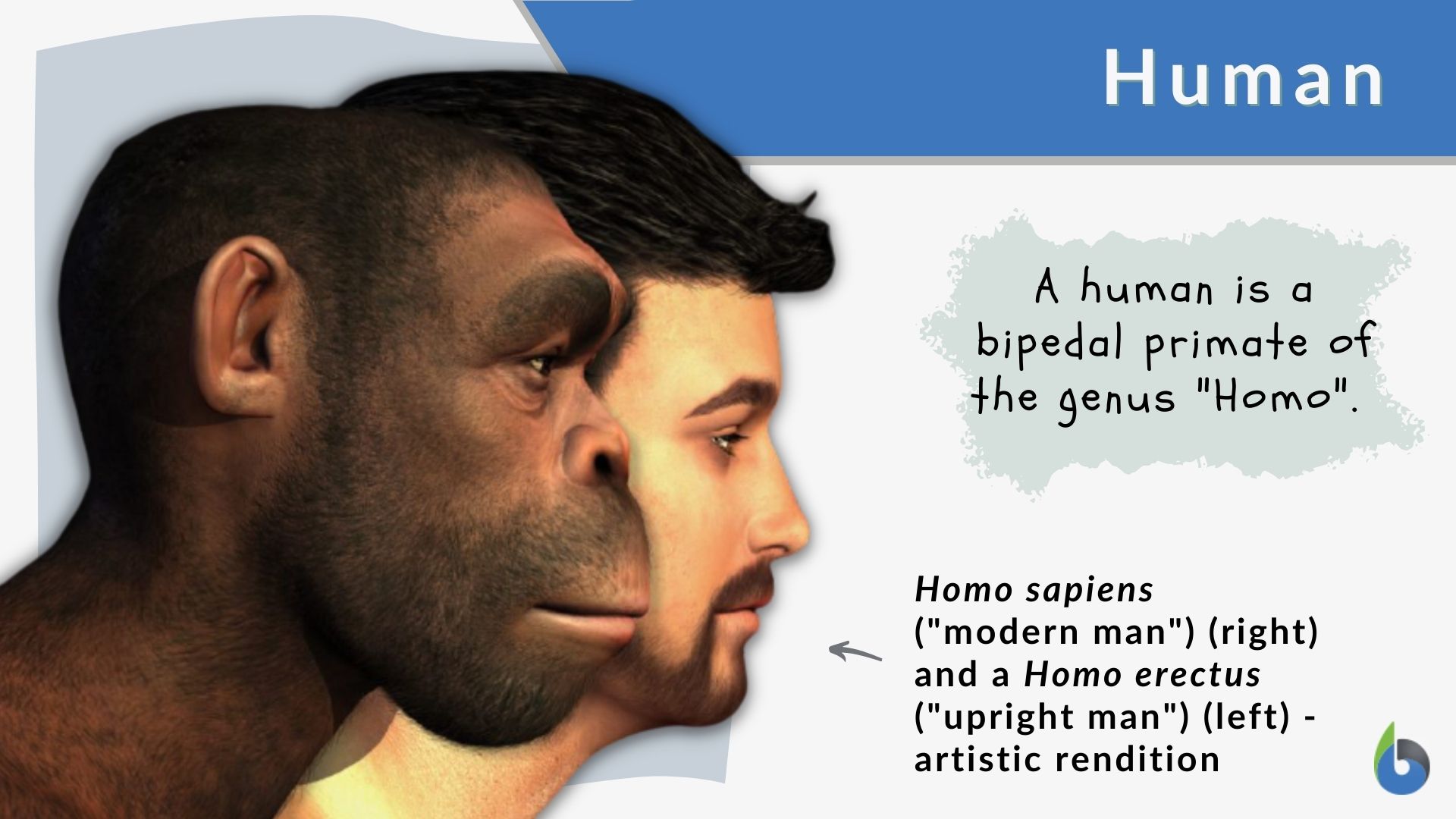 Human Definition and Examples - Biology Online Dictionary