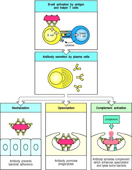Humoral Immunity Flow Chart