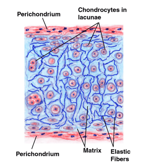 Cartilage Anatomy Histology Types And Functions Kenhub