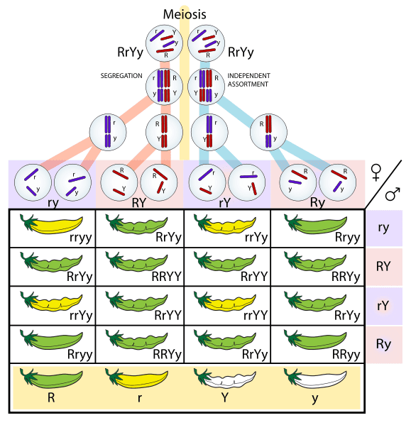 Independent Assortment Biology Random Assortment Of Chromosomes