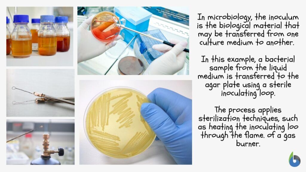 Slant Microbiology Terminology Image020.gif