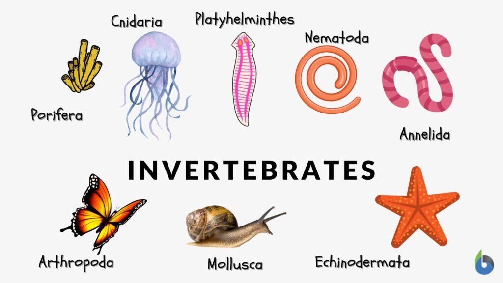 Animalia Kingdom Examples