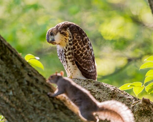 Interspecific Competition Examples