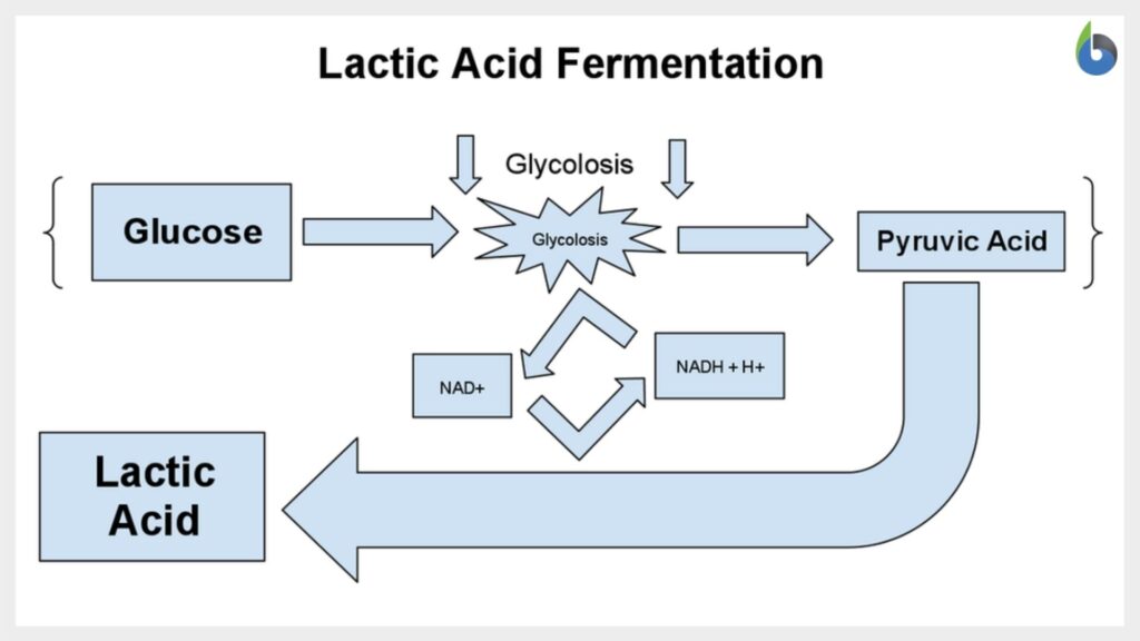 Lactic Acid Fermentation Formula