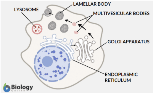 Lysosome Diagram Labeled