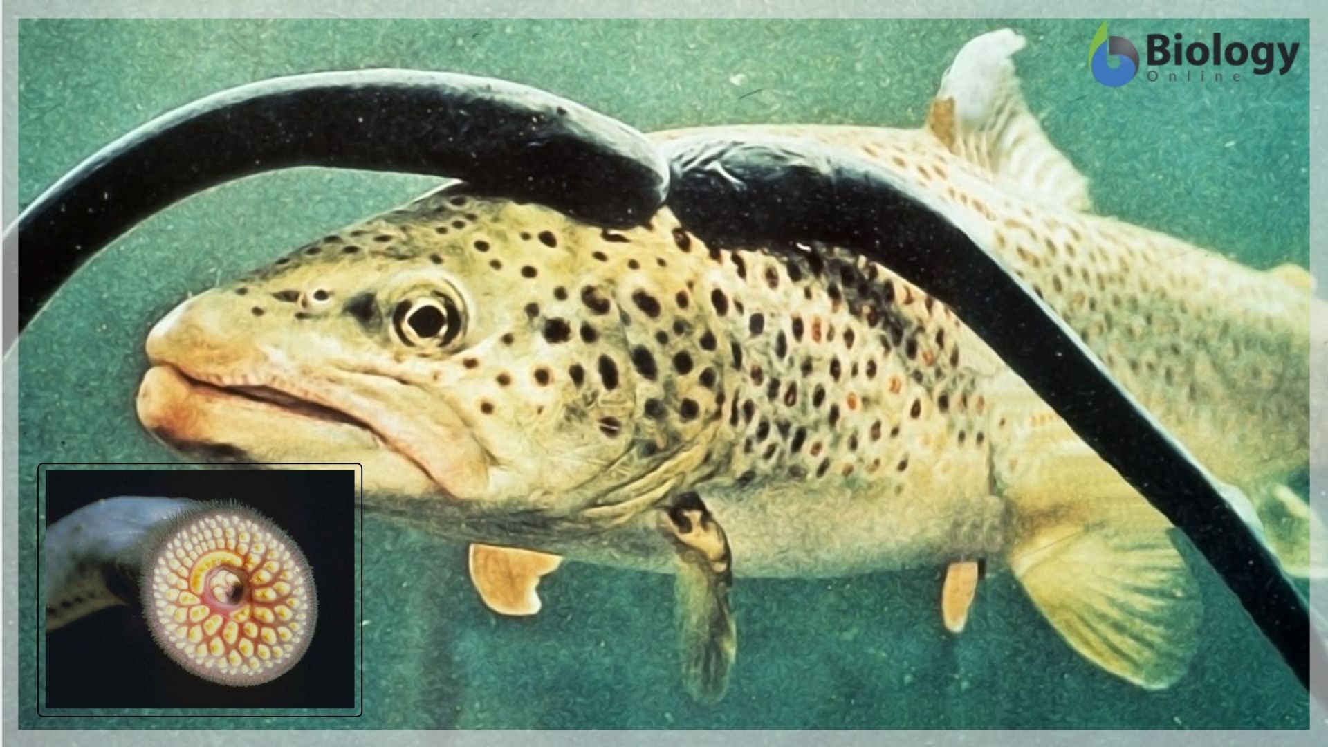 Chordata Marine Animals Chordata Definition And Examples Biology
