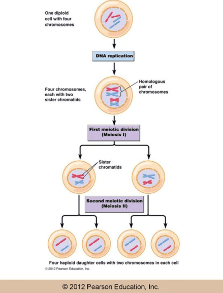 Meiosis Definition Stages Function And Purpose Mitosis And Meiosis: