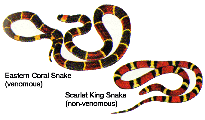 Mimicry Definition and Examples - Biology Online Dictionary