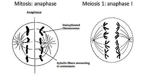 Meiosis Anaphase 1