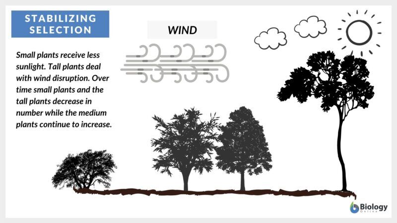 Natural selection - Biology Online Dictionary