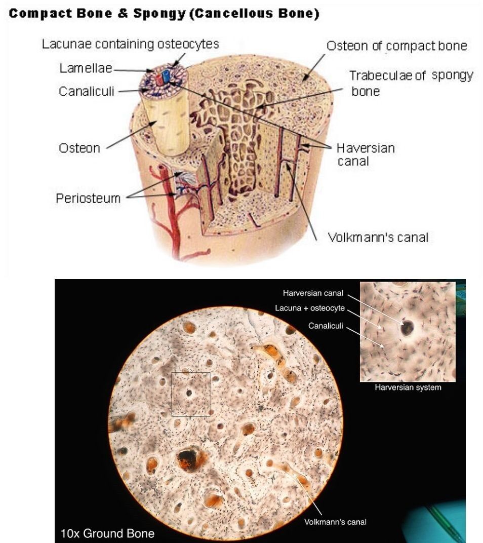 Lacunae Diagram Fabrication, Properties And Applications Of Dense