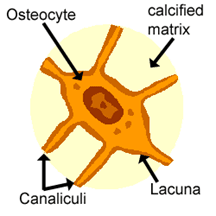 Lacuna Definition and Examples - Biology Online Dictionary