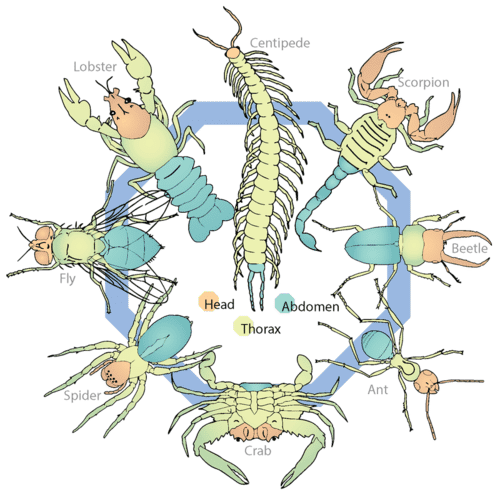 Arthropods Characteristics Anatomy Groups Studycom