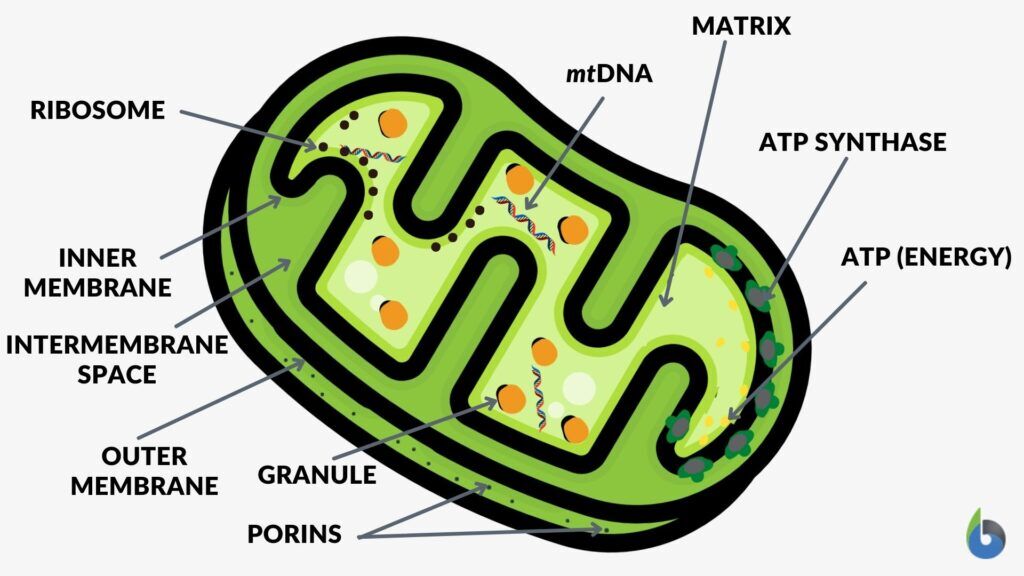 Mitochondria Definition