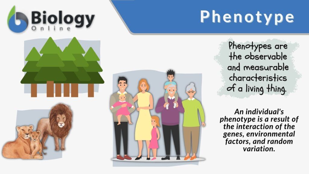 Phenotype - Definition and Examples - Biology Online Dictionary