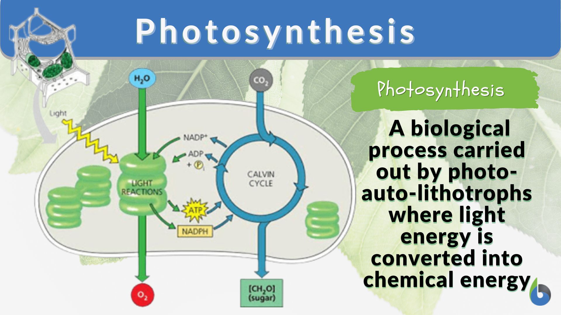 Biosynthesis - Definition and Examples - Biology Online Dictionary