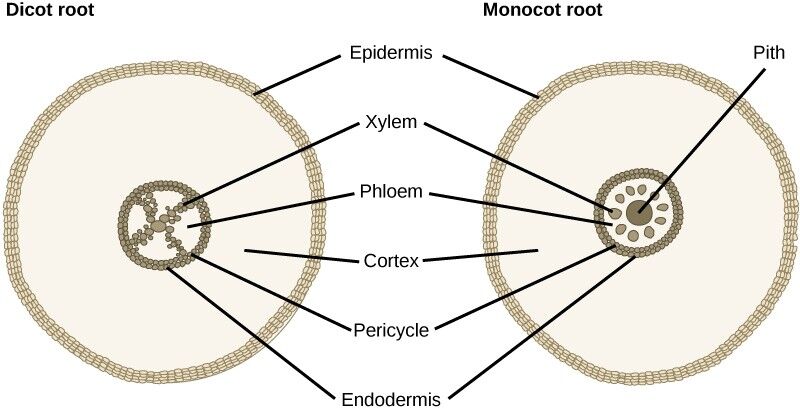 What Is The Structure And Function Of The Pith In A Plant Stem ...