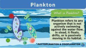 Plankton - Definition and Examples - Biology Online Dictionary