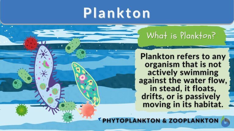 Plankton - Definition and Examples - Biology Online Dictionary