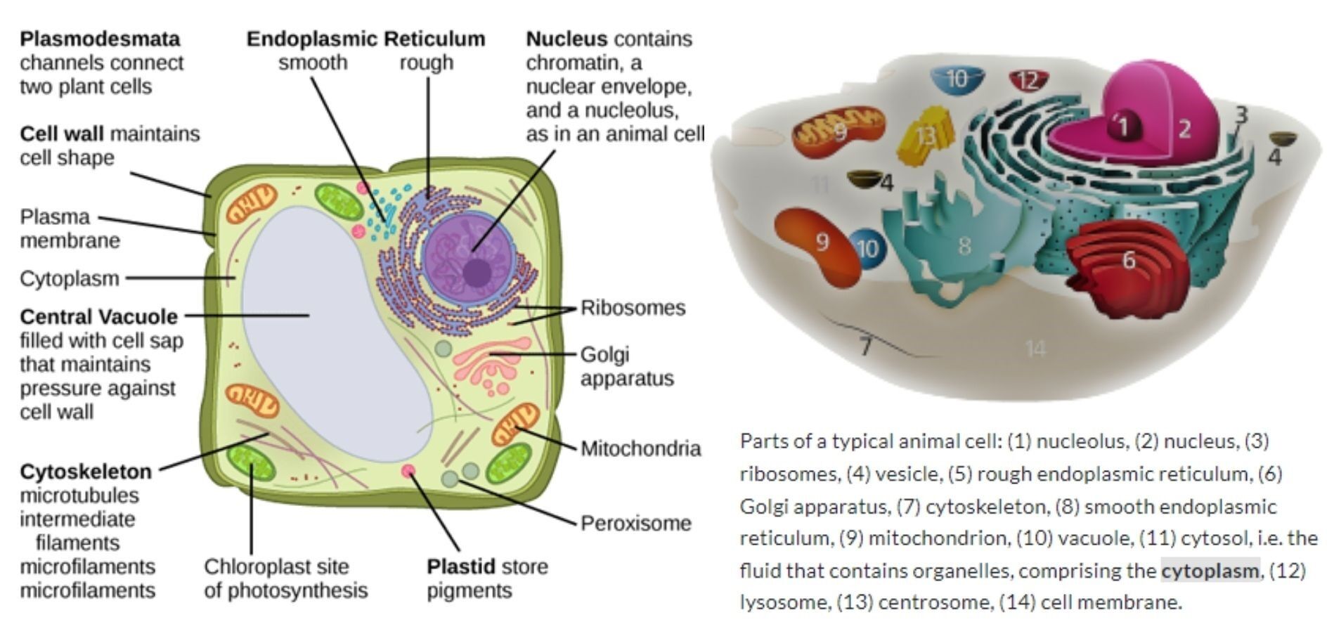 Cytoplasm Of An Animal Cell