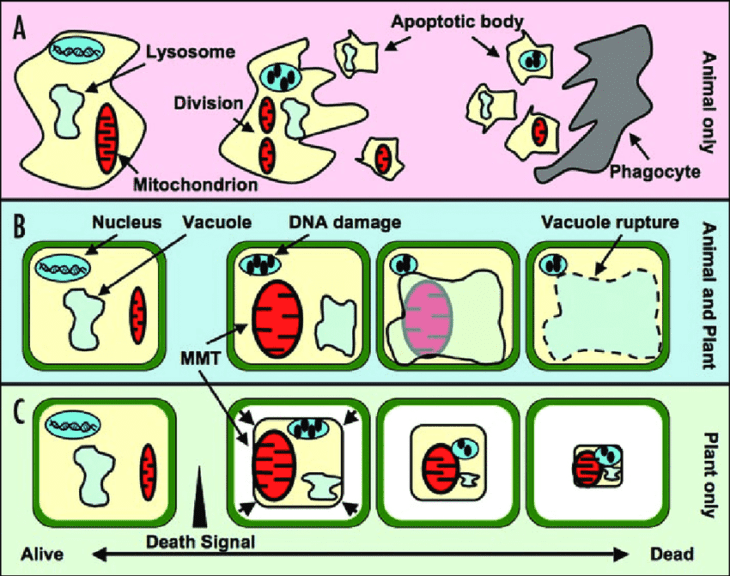 Vacuole - Definition and Examples - Biology Online Dictionary